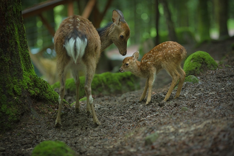 Parc animalier de Fougerolles Saint Valbert | Luxeuil-les-Bains